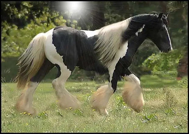 Os mais lindos cavalos. cavalos, cavalos, potros. foto