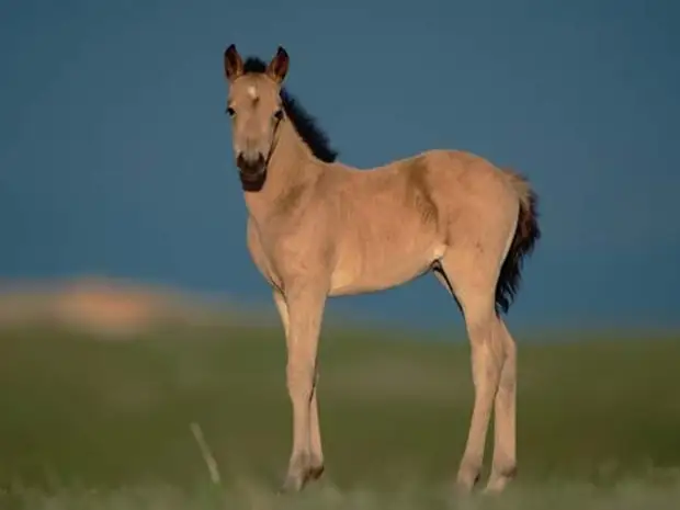 اجمل الخيول. الخيول والخيول والمهور. صورة فوتوغرافية