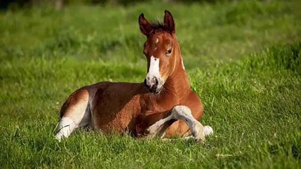 Os mais lindos cavalos. cavalos, cavalos, potros. foto