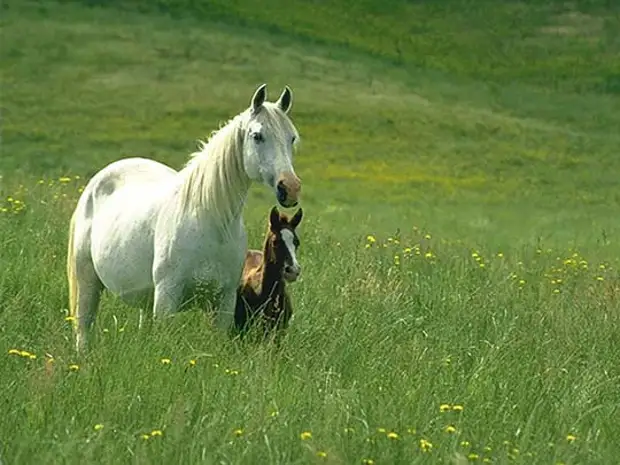 Os mais lindos cavalos. cavalos, cavalos, potros. foto