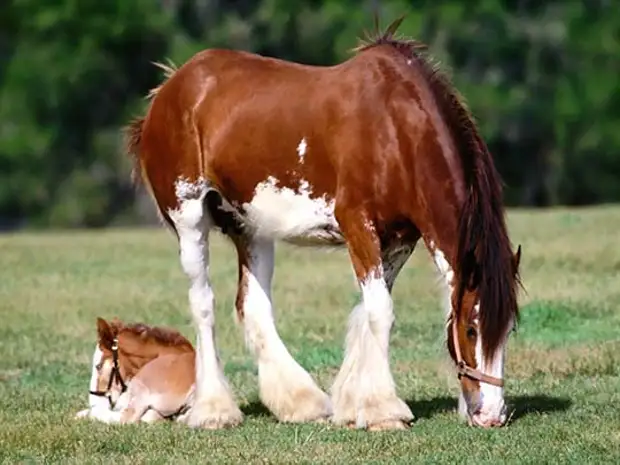 Os mais lindos cavalos. cavalos, cavalos, potros. foto