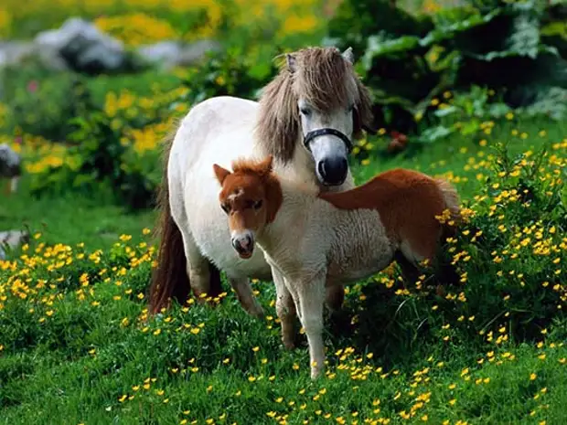 Os mais lindos cavalos. cavalos, cavalos, potros. foto