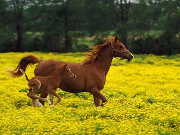 اجمل الخيول. الخيول والخيول والمهور. صورة فوتوغرافية