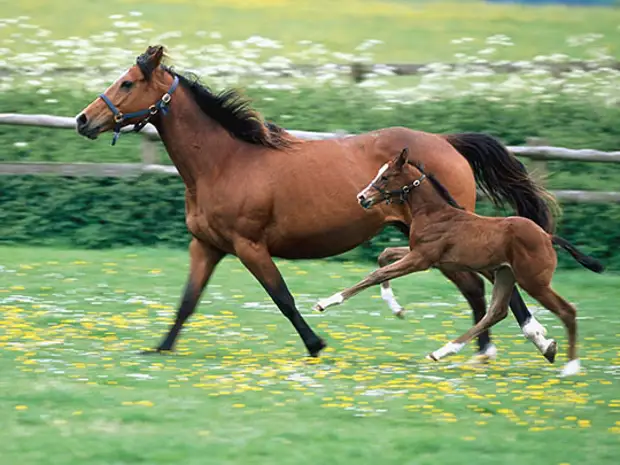 Os mais lindos cavalos. cavalos, cavalos, potros. foto