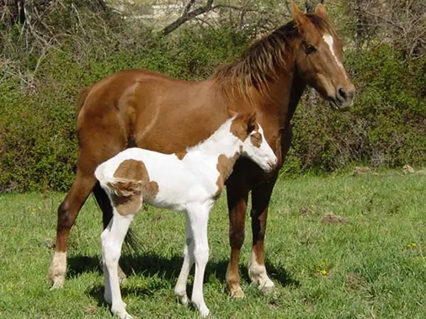 Os mais lindos cavalos. cavalos, cavalos, potros. foto