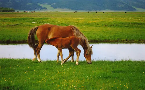 Os mais lindos cavalos. cavalos, cavalos, potros. foto