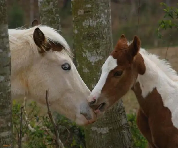 Os mais lindos cavalos. cavalos, cavalos, potros. foto