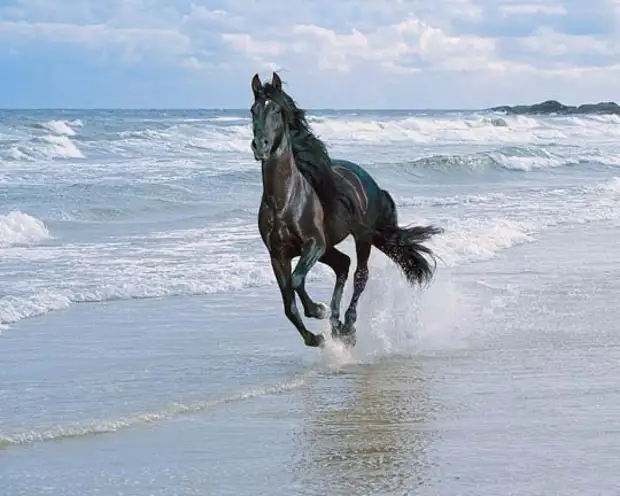 Os mais lindos cavalos. cavalos, cavalos, potros. foto