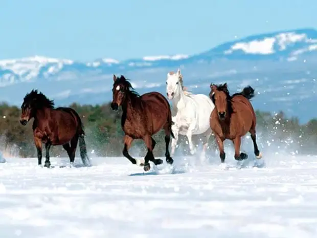 Os mais lindos cavalos. cavalos, cavalos, potros. foto