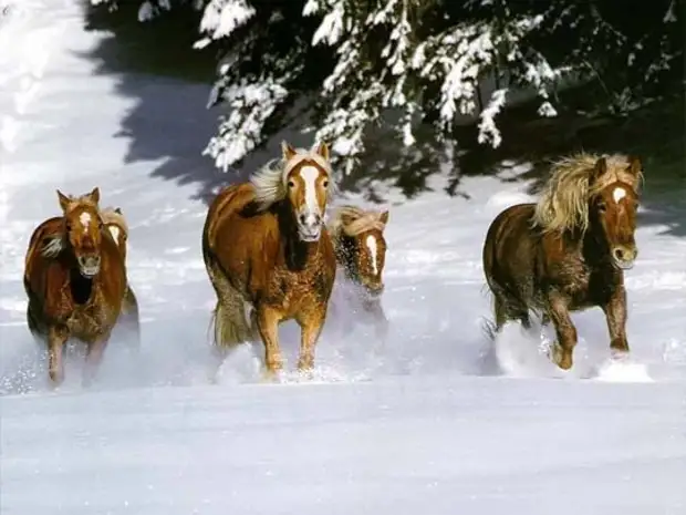 اجمل الخيول. الخيول والخيول والمهور. صورة فوتوغرافية