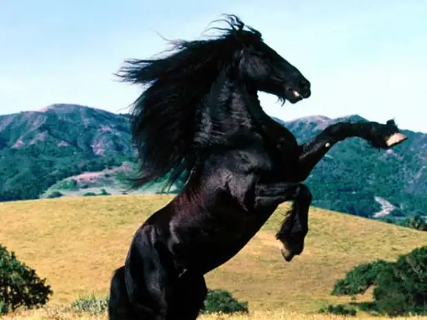 Os mais lindos cavalos. cavalos, cavalos, potros. foto