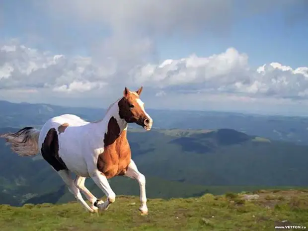 Os mais lindos cavalos. cavalos, cavalos, potros. foto