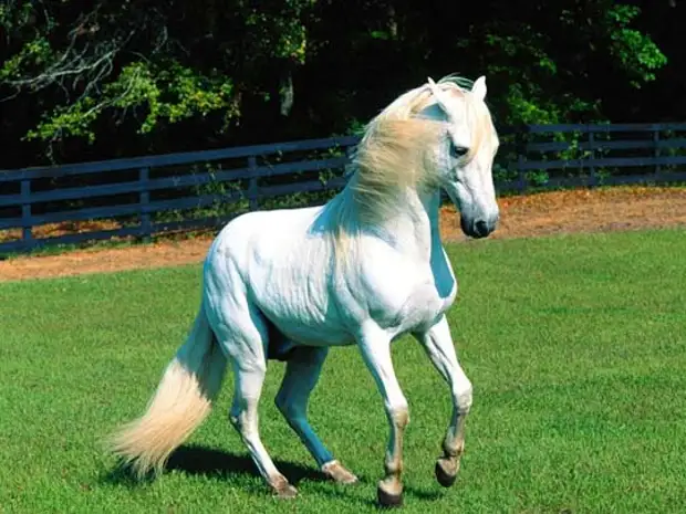 Os mais lindos cavalos. cavalos, cavalos, potros. foto