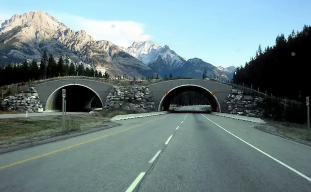 Ten unusual bridges