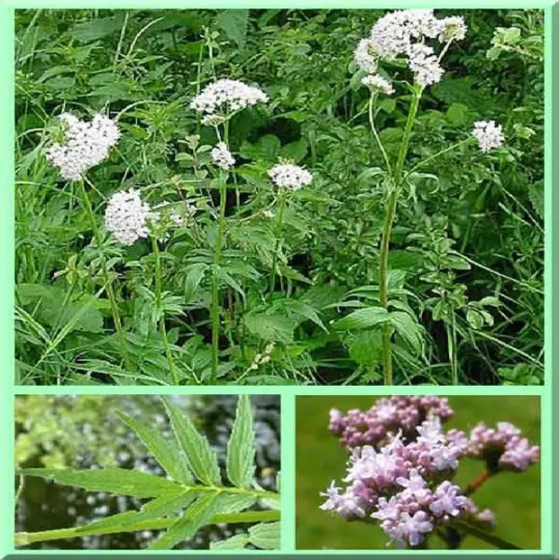 Sobre os perigos da valeriana para gatos e gatos. Gato, Valeriana, Danos, Drogas, Aviso, Poste Longo