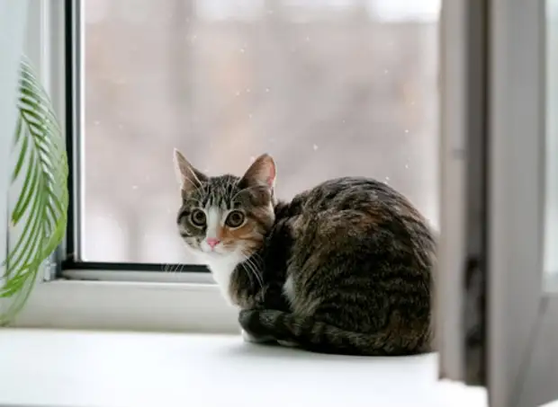Katt på fönsterbrädan