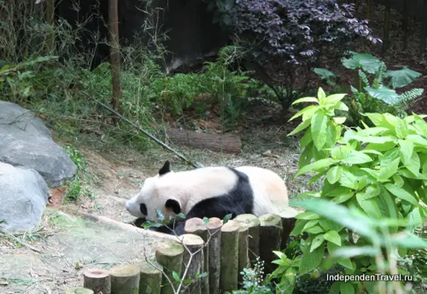 Panda oo ku taal Singapore Zoo