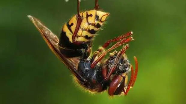 25 parasito ezohiko eta arriskutsuenak