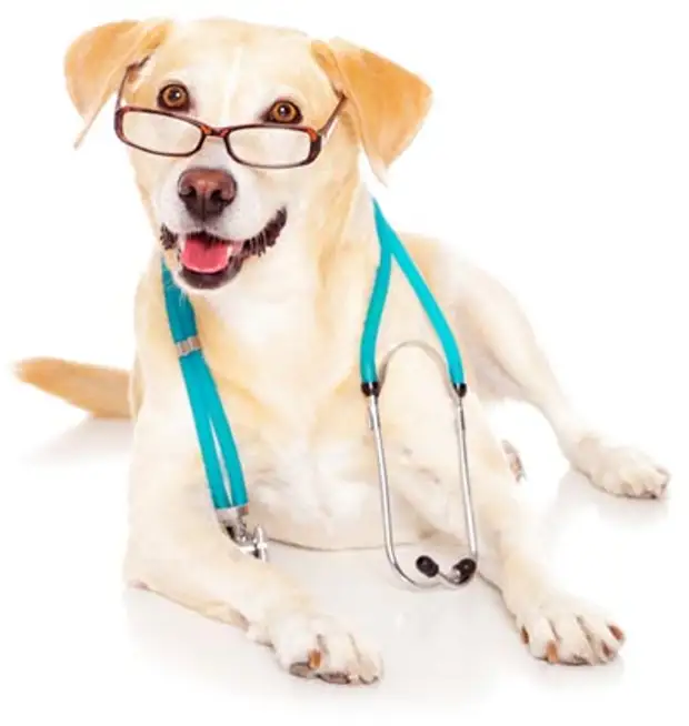 A dog is a doctor's best friend