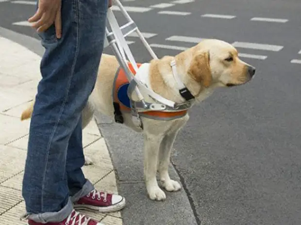 Um cachorro é o melhor amigo de um médico