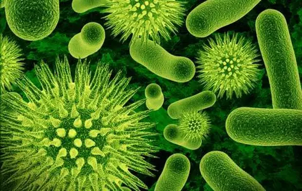 11 zvinoshamisa chokwadi nezve immune system