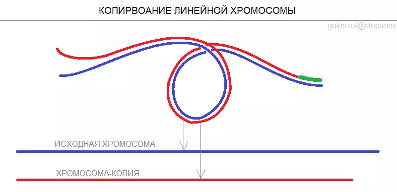 Hayflick limits un cilvēka mūža ilgums