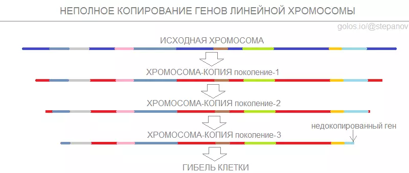 Hayflick limits un cilvēka mūža ilgums