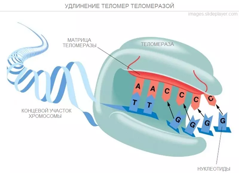 Hayflick limits un cilvēka mūža ilgums