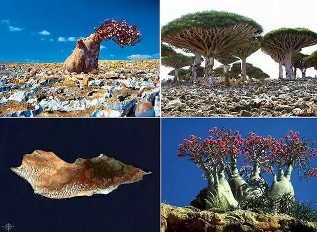 Flora fantastică a insulei Socotra