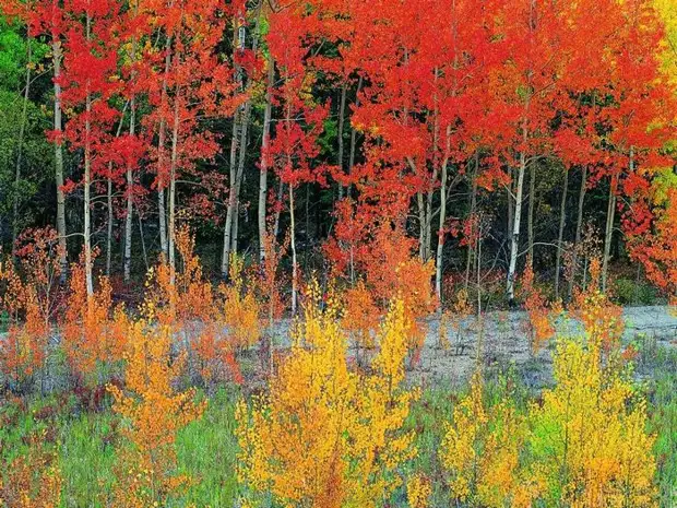 Cobreix una fulla de terra humida daurada al bosc...