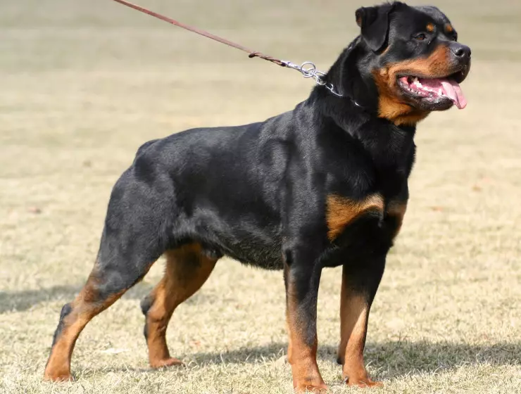 Welche Hunde beißen am meisten