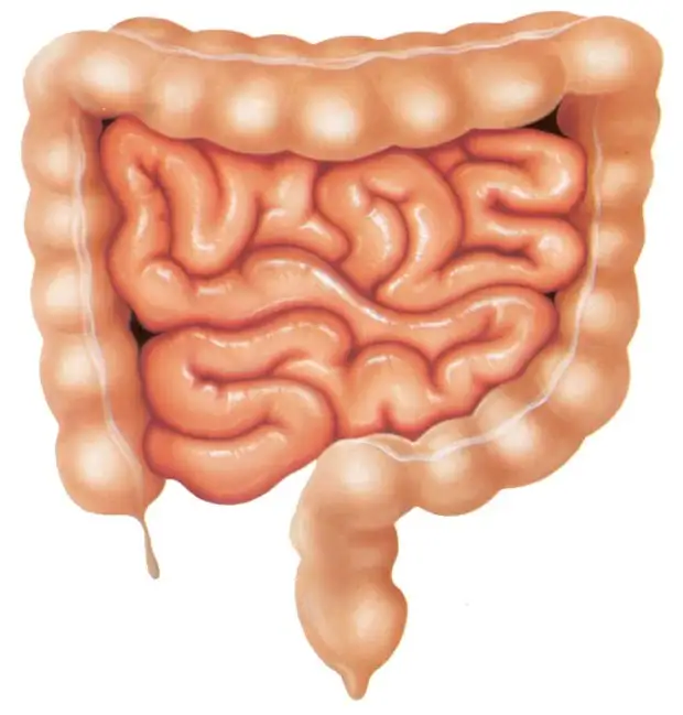 12 Makapatingala nga Kamatuoran Bahin sa Imong Digestive System