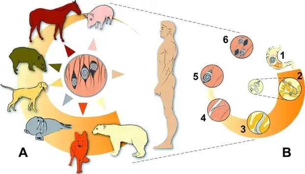 Delikateso parazitologija: trichineliozė. Medicina, Longpost, parazitai, ligos, trichineliozės, Scientaevulgaris