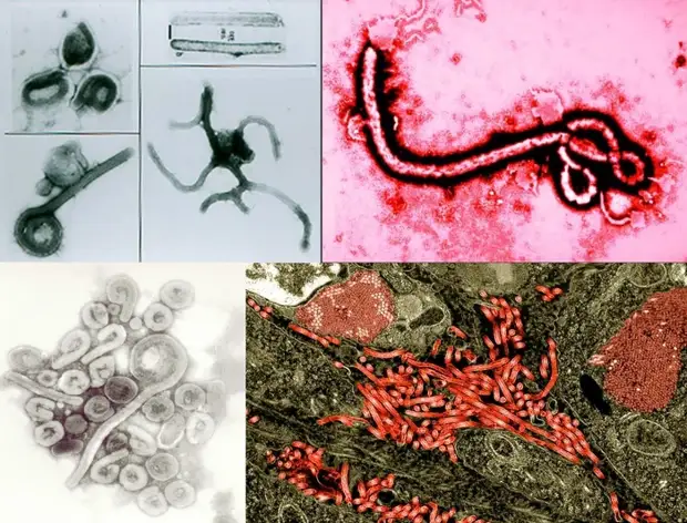 Pandora's Box-sleutels: Ebola-patiënt nul. Ebola, Marburg, Geschiedenis, Geschiedenis van de geneeskunde, Geneeskunde, Ziekte, Epidemieën, Scientaevulgaris, Longpost