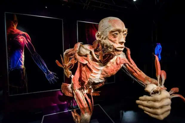 6 самых шакавальных анатамічных музеяў свету