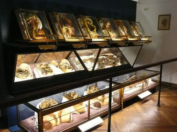 6 najbolj šokantnih anatomskih muzejev na svetu