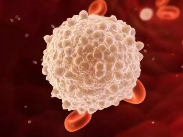 Кандагы лейкоциттердин көрсөткүчтөрү: көбөйтүү же азайтуу деген эмнени билдирет