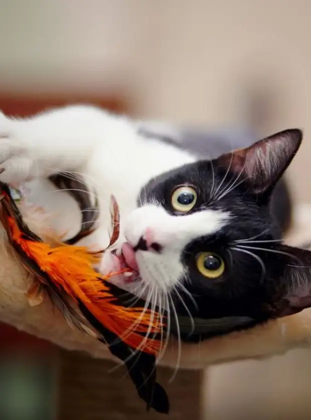 TOP 13 Raisons pour lesquelles les chats mordent. Comment empêcher un chat de mordre