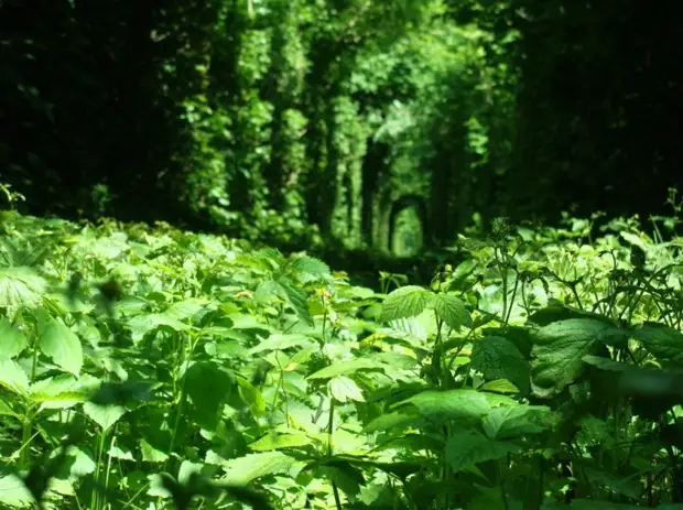 Tunnel of Love Klevan, περιοχή Rivne, Ουκρανία