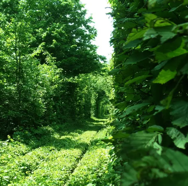 Tunnel der Liebe Klevan, Region Riwne, Ukraine