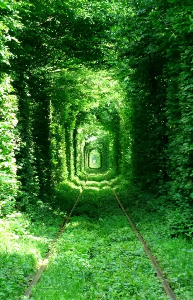 Tunnel der Liebe Klevan, Region Riwne, Ukraine