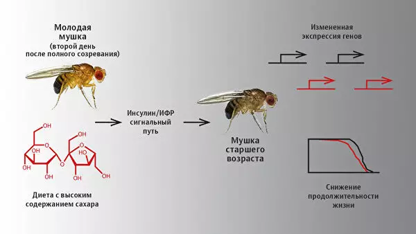 Жогорку кант диетасы