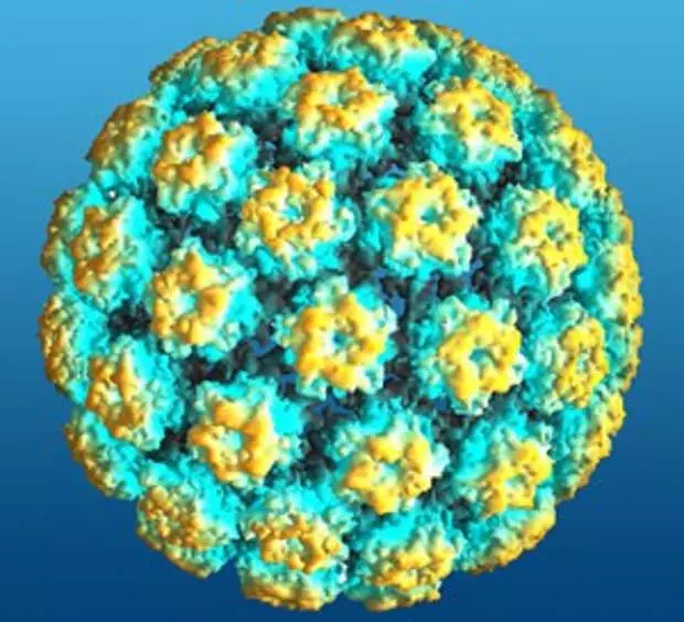 मानव papillomavirus