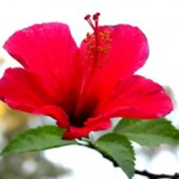 Hibiscus (kínversk rós)