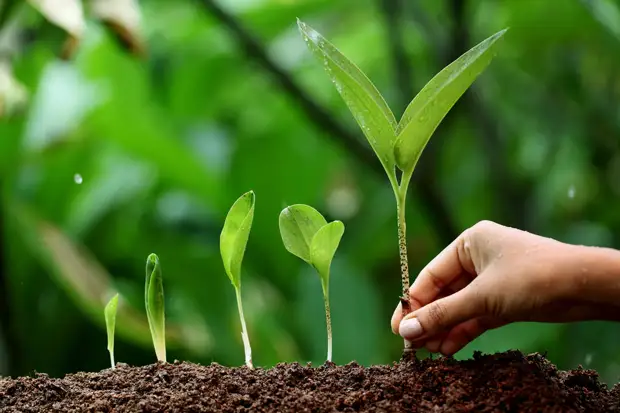 Omdat daslook een meerjarige plant is, is het beter om meteen de optimale plantplaats te kiezen.