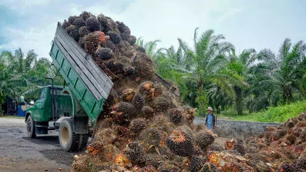 Una palabra en defensa del aceite de palma