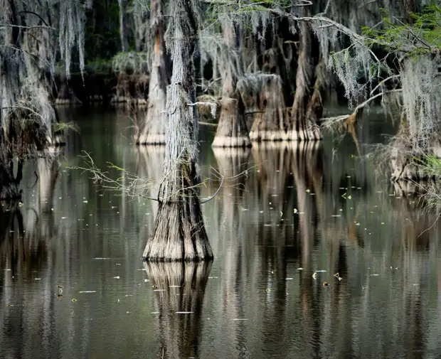 Tangkal cypress hebat di danau Caddo, AS