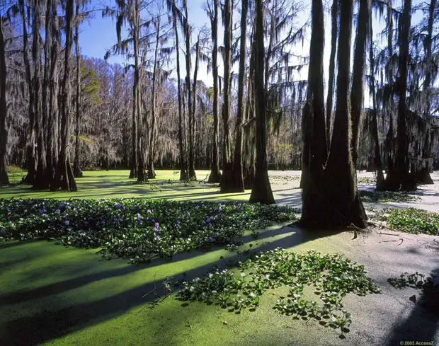 Tangkal cypress hebat di danau Caddo, AS