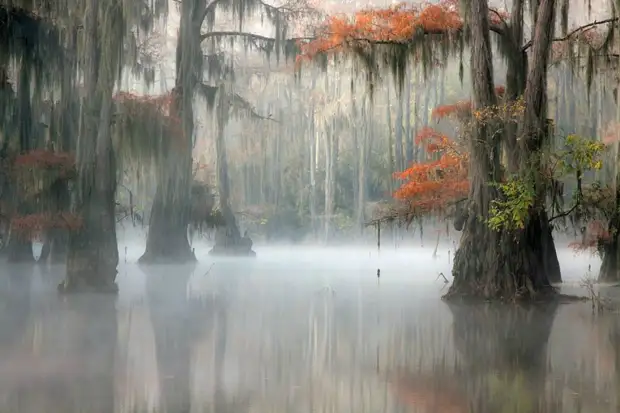 Mitengo yodabwitsa ya cypress ya Caddo Lake, USA