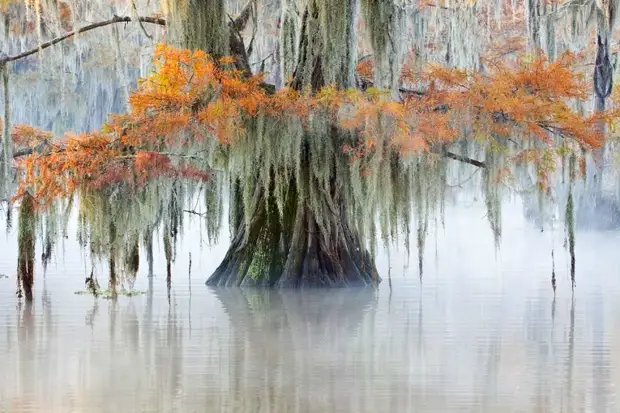 Mitengo yodabwitsa ya cypress ya Caddo Lake, USA